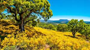 Why Does Australia Wear Green and Yellow? The History Behind the Colors ...